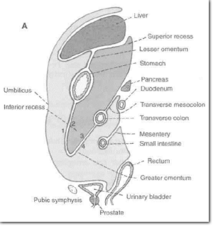 Flashcards - Basic Science Gastro 43 Abdominal Wall Peritoneum ...