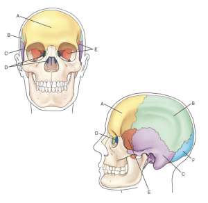 Flashcards - Unit 4 Skull