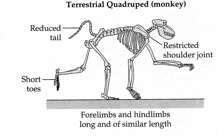 Flashcards - Anthro 101 Midterm Primates