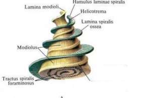 Flashcards - vnitrni ucho - labyrinthus osseus