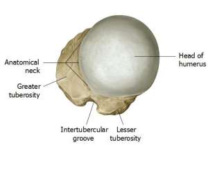 Flashcards - 05A HUMERUS