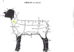 Flashcards - Parts of a Sheep