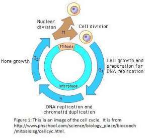 Flashcards - Cell Biology & Genetics