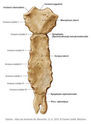 Flashcards - 03A STERNUM+COSTAE