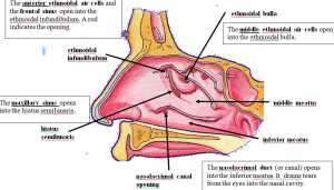 Flashcards - nasalpharynx.txt