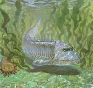 Flashcards - Vertebrate Paleontology