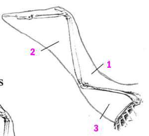Flashcards - Avian Topography/Skeletal