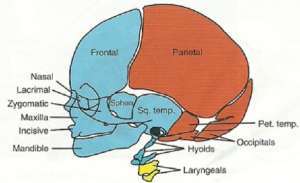 Flashcards - Normal cranio facial development