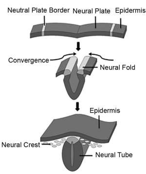 Flashcards - Basic science Embryology