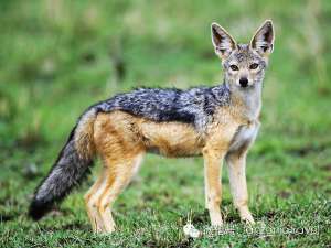 Flashcards - Wild Animals