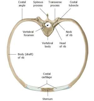 Flashcards - 03A STERNUM+COSTAE
