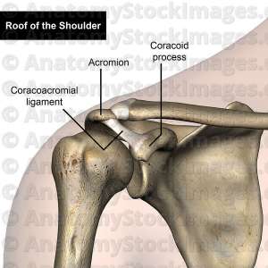 Flashcards - 04A CLAVICULA+SCAPULA