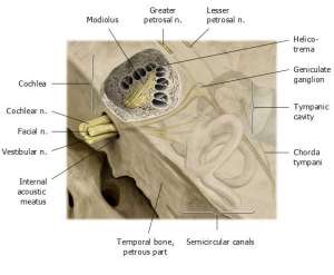 Flashcards - vnitrni ucho - labyrinthus osseus