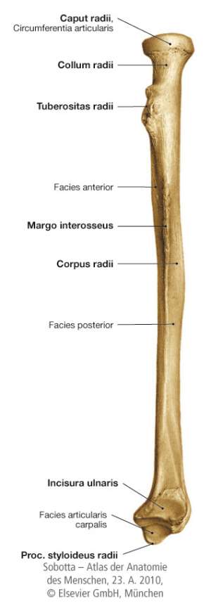 Flashcards - 06A ULNA + RADIUS