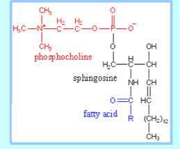 Flashcards - Foodchem Lecture 2 Pictures