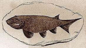 Flashcards - Vertebrate Paleontology