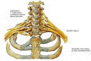 Flashcards - 03A STERNUM+COSTAE