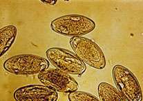 Flashcards - Endoparasites