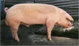 Flashcards - pig breeds