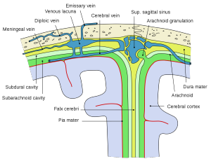 Flashcards - mozkové pleny