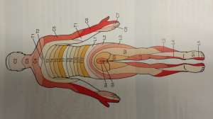 Flashcards - Myotomes and Dermatomes