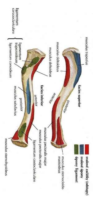 Flashcards - 04A CLAVICULA+SCAPULA