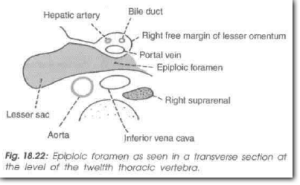 Flashcards - Basic Science Gastro 43 Abdominal Wall Peritoneum ...