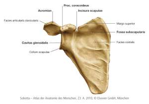 Flashcards - 04A CLAVICULA+SCAPULA