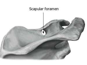 Flashcards - 04A CLAVICULA+SCAPULA
