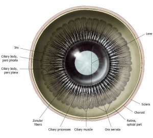 Flashcards - organum visus II vrstvy