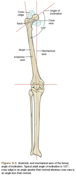 Flashcards - Lower Extremity