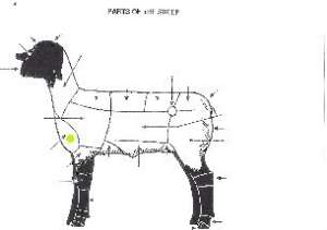 Flashcards - Parts of a Sheep