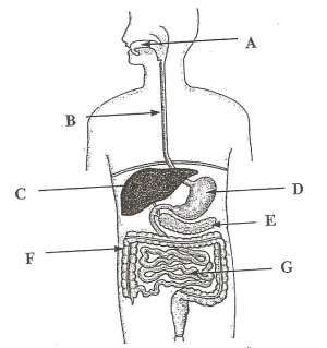 Flashcards - Home Economics - The Digestive System