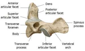 Flashcards - 01A VERTEBRAE
