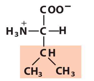 Flashcards - Amino Acids exam I