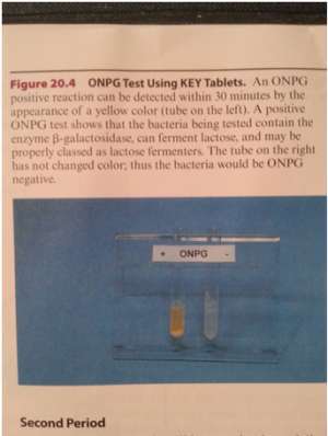 Flashcards - microbiology lab days 5 and 6 part 1 (biochemical assay ...