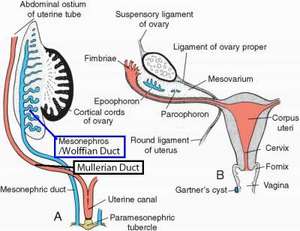 Flashcards - Organogenesis 3: Gut and Urogenital System