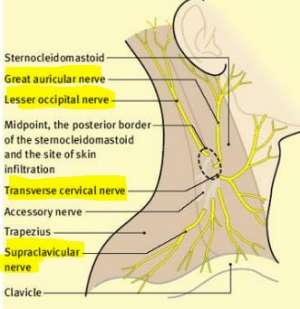 Flashcards - PLEXUS CERVICALIS(C1-4)
