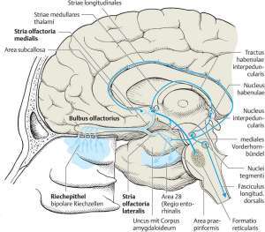 Flashcards - ENCEPHALON 2 - závity+rýhy na facies inf+convexa