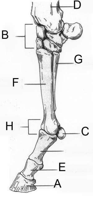 Flashcards - Equine Management - Front/Rear Limbs