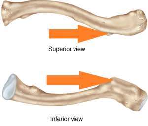 Flashcards - Ch. 8 Shoulder