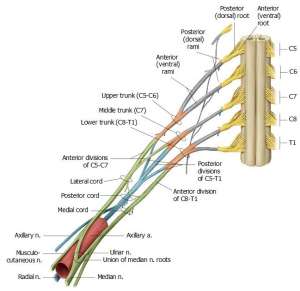 Flashcards - PLEXUS BRACHIALIS II