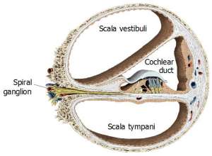 Flashcards - vnitrni ucho - labyrinthus osseus
