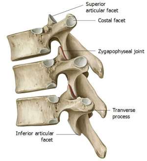 Flashcards - 01A VERTEBRAE