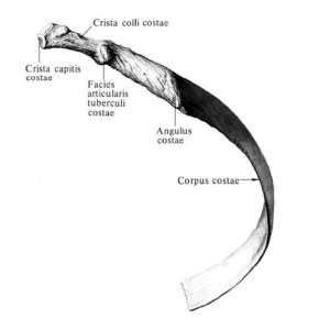 Flashcards - 03A STERNUM+COSTAE