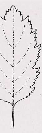 Flashcards - botany leaf margins and shapes