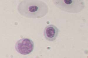 Flashcards - Reptilian Hematology