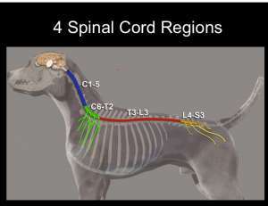 Flashcards - ClinNeuro- Localizing Lesions