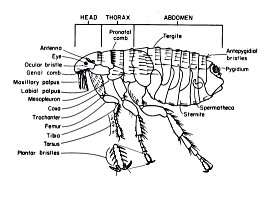 Flashcards - Ectoparasites (flea and lice)