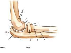 Flashcards - Elbow and distal humerus